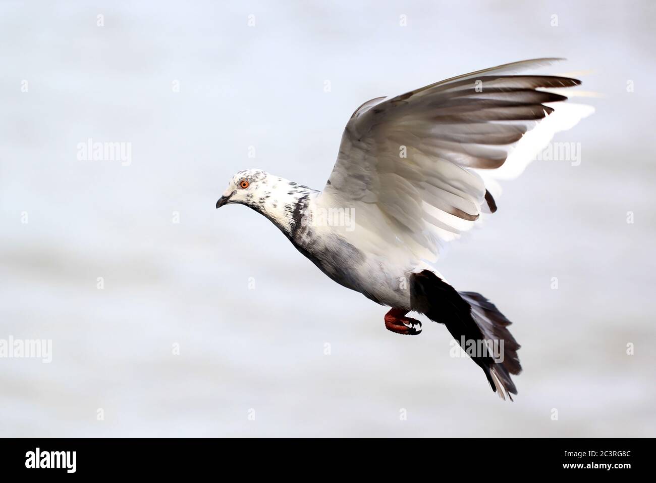 photo of flying pigeon bird with nature background Stock Photo - Alamy