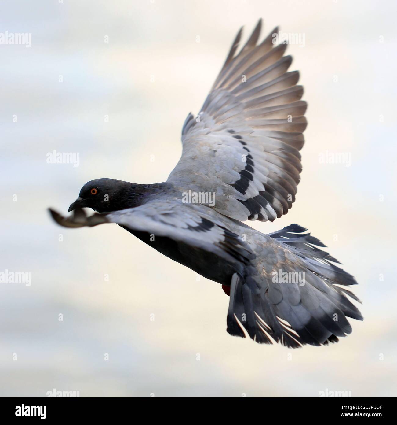 photo of flying pigeon bird with nature background Stock Photo - Alamy