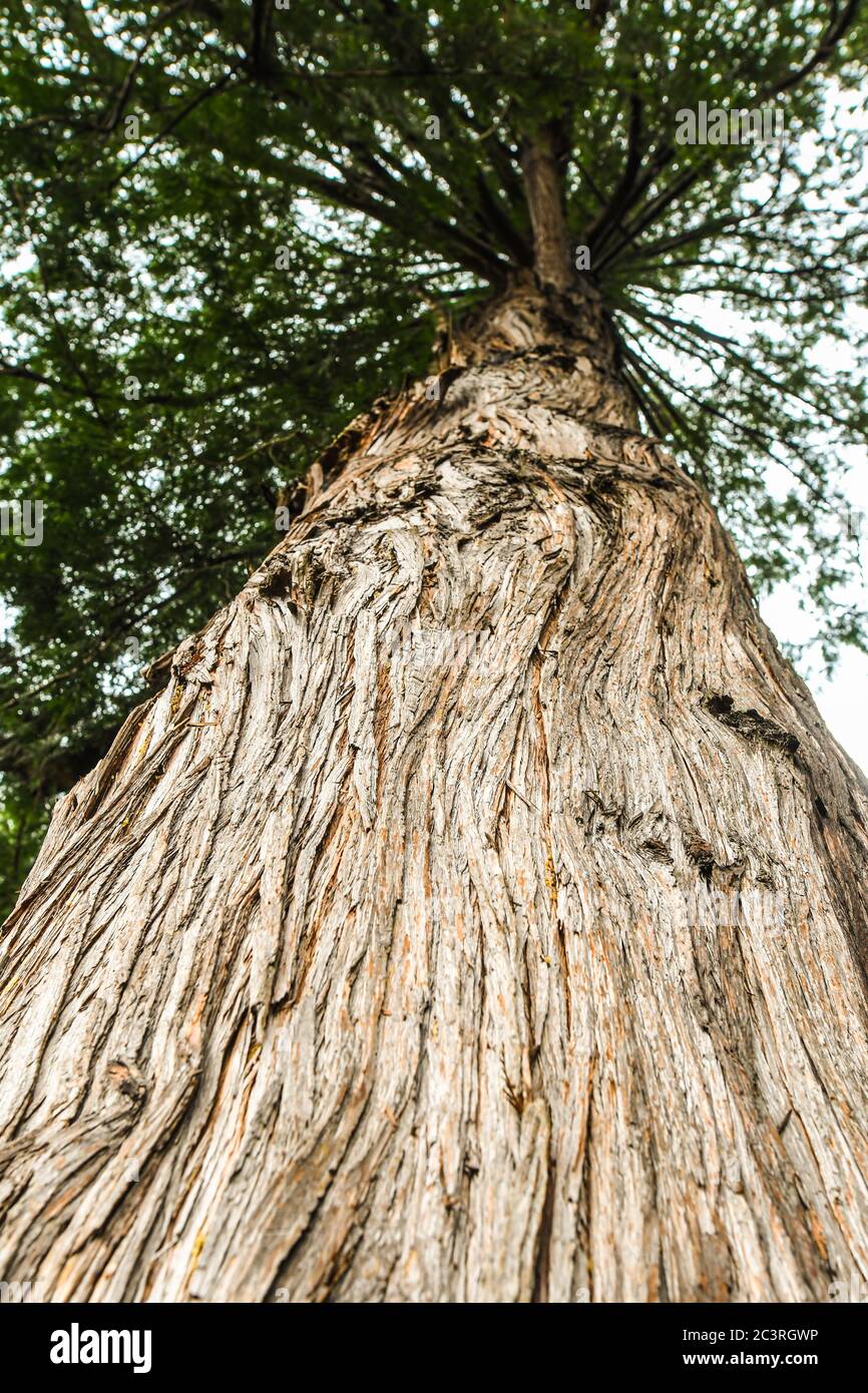 Looking up trees pacific hi-res stock photography and images - Alamy
