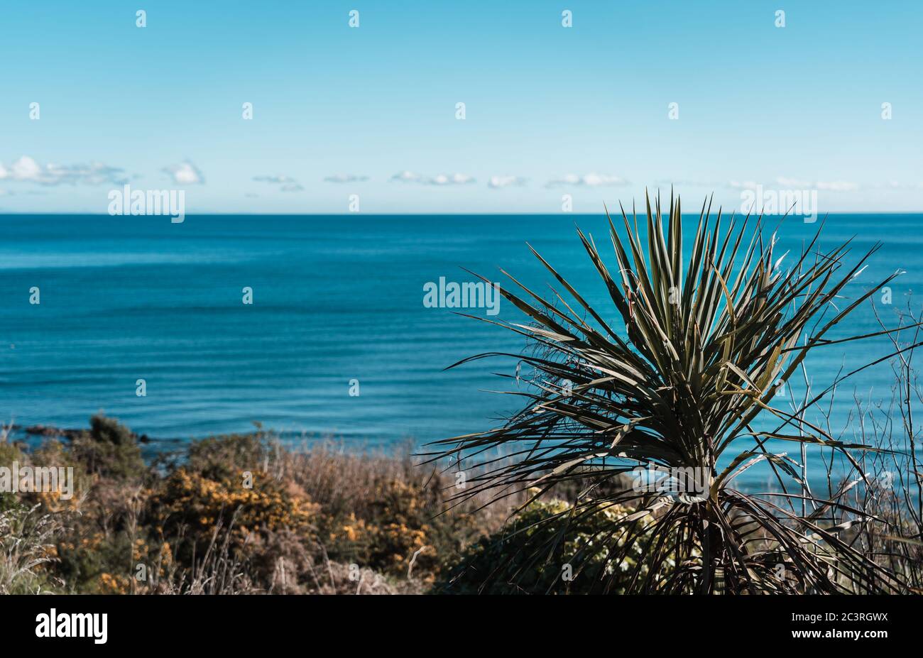New Zealand Wellington Landscape; nature background Stock Photo - Alamy
