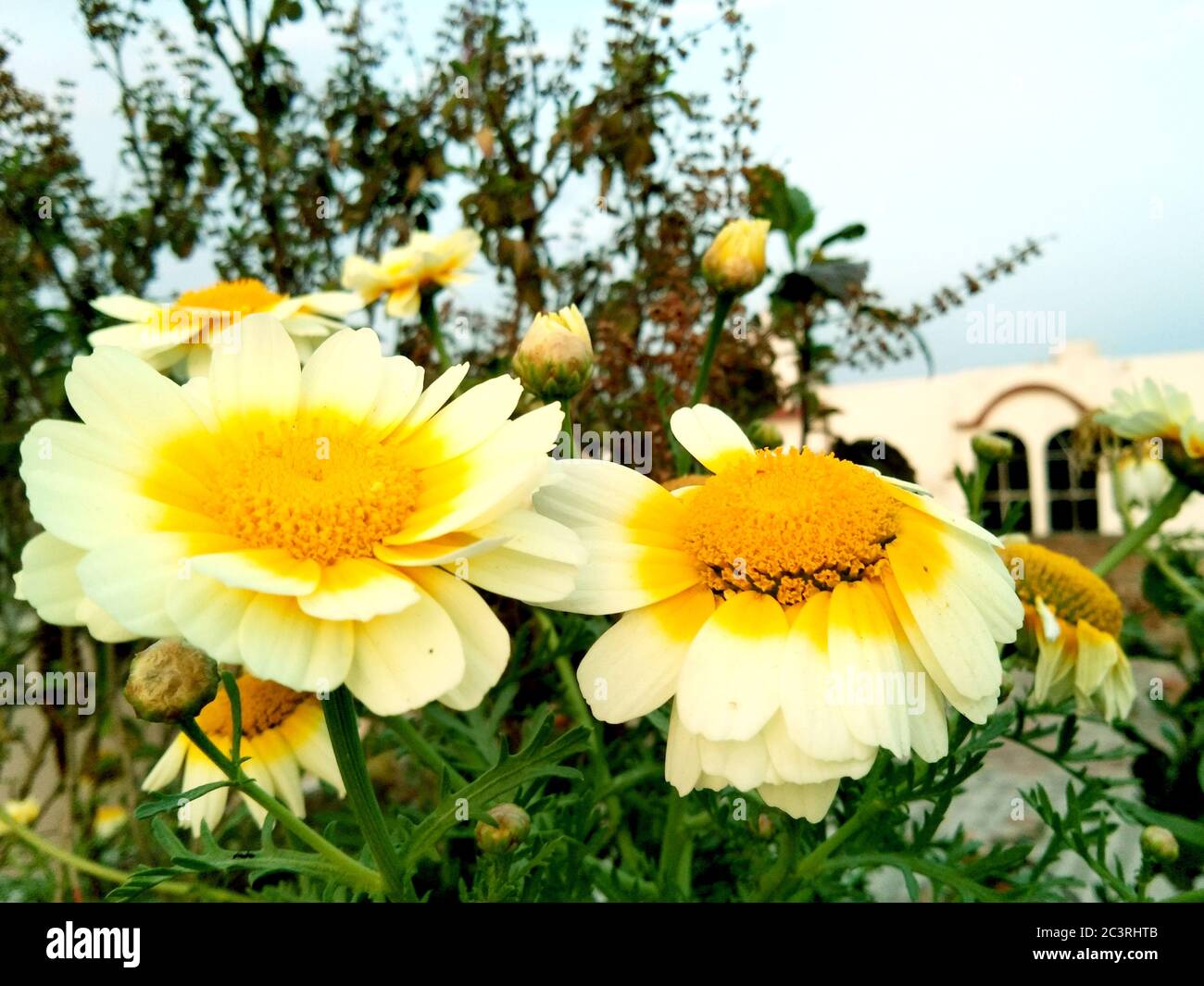 Closeup shot of big daisies under the sunlight Stock Photo - Alamy