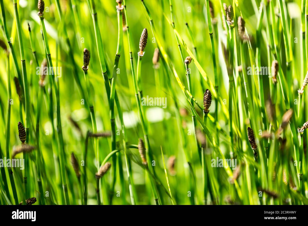 Green well lit horse tail reed background in a park Stock Photo - Alamy