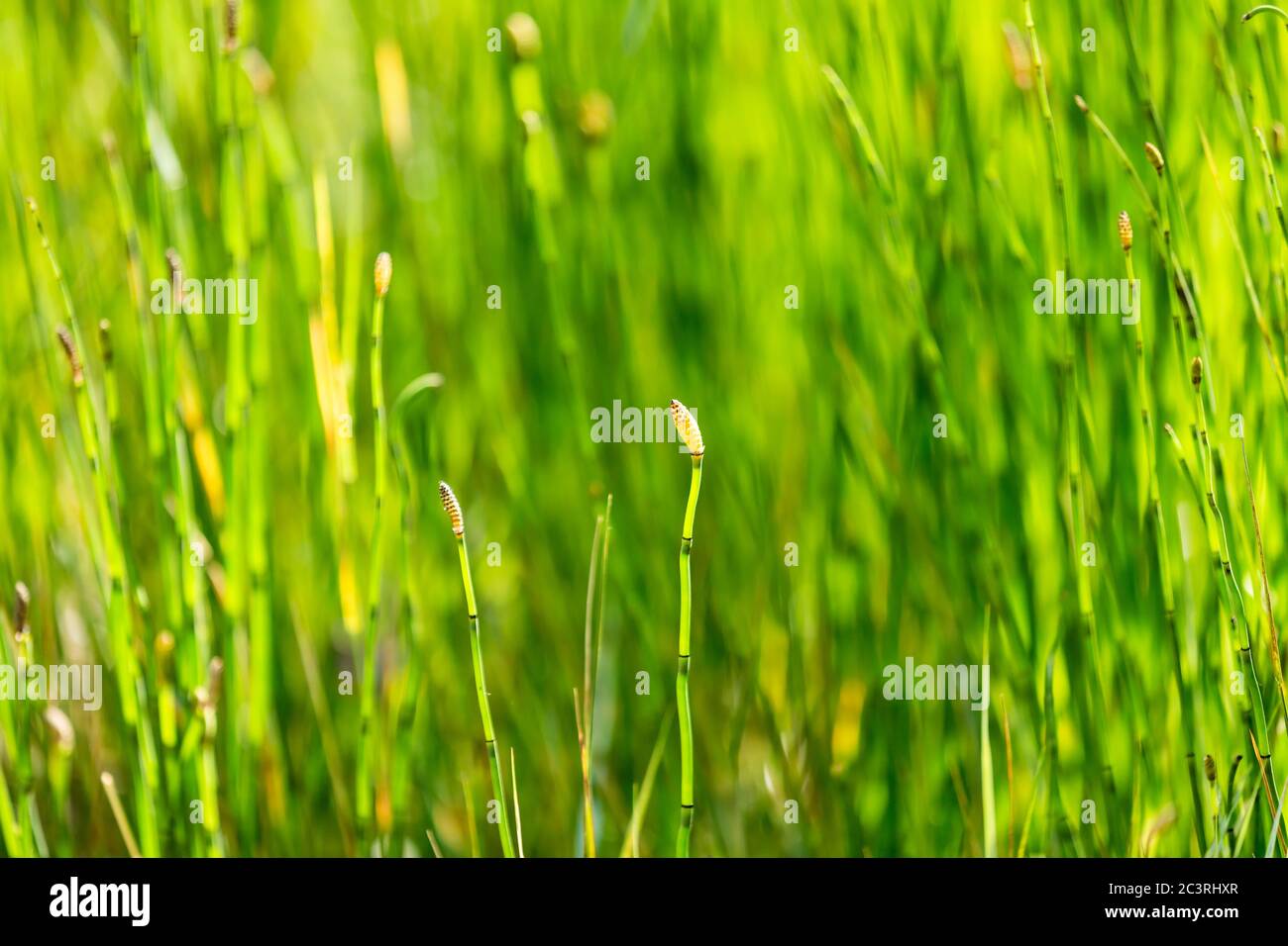 Green well lit horse tail reed background in a park Stock Photo - Alamy