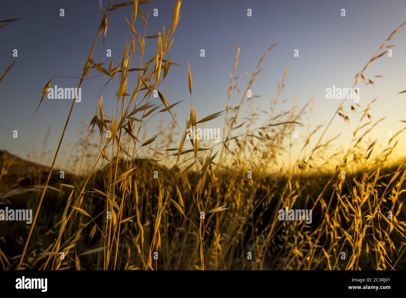 Closeup shot of tall yellow grass during a sunset Stock Photo - Alamy