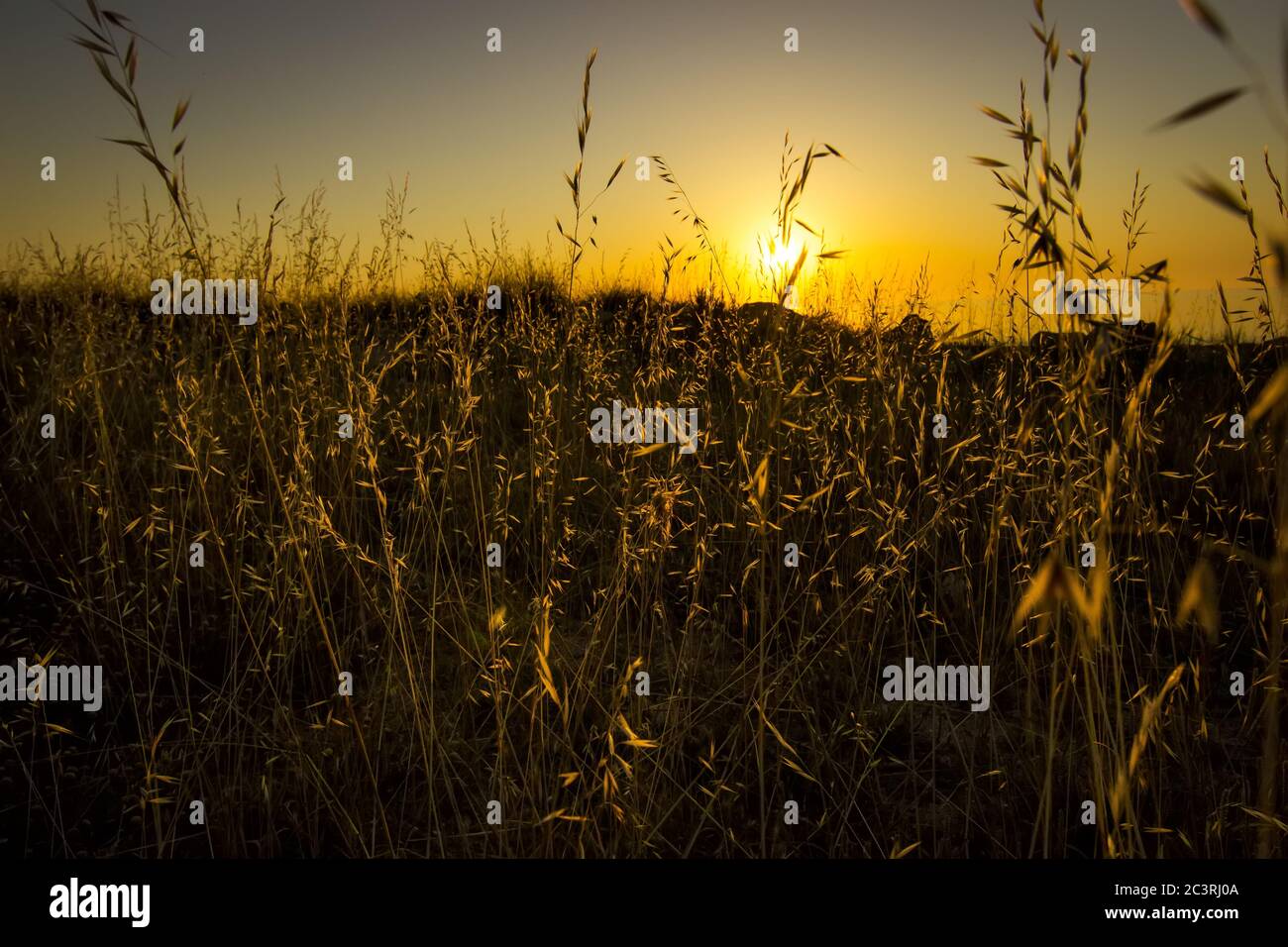 Closeup shot of tall yellow grass during a sunset Stock Photo - Alamy