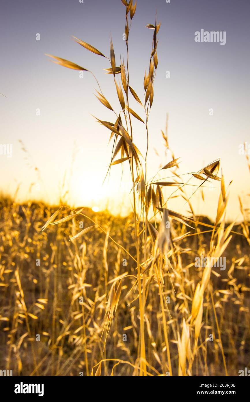 Tall grass background during sunset hi-res stock photography and images ...