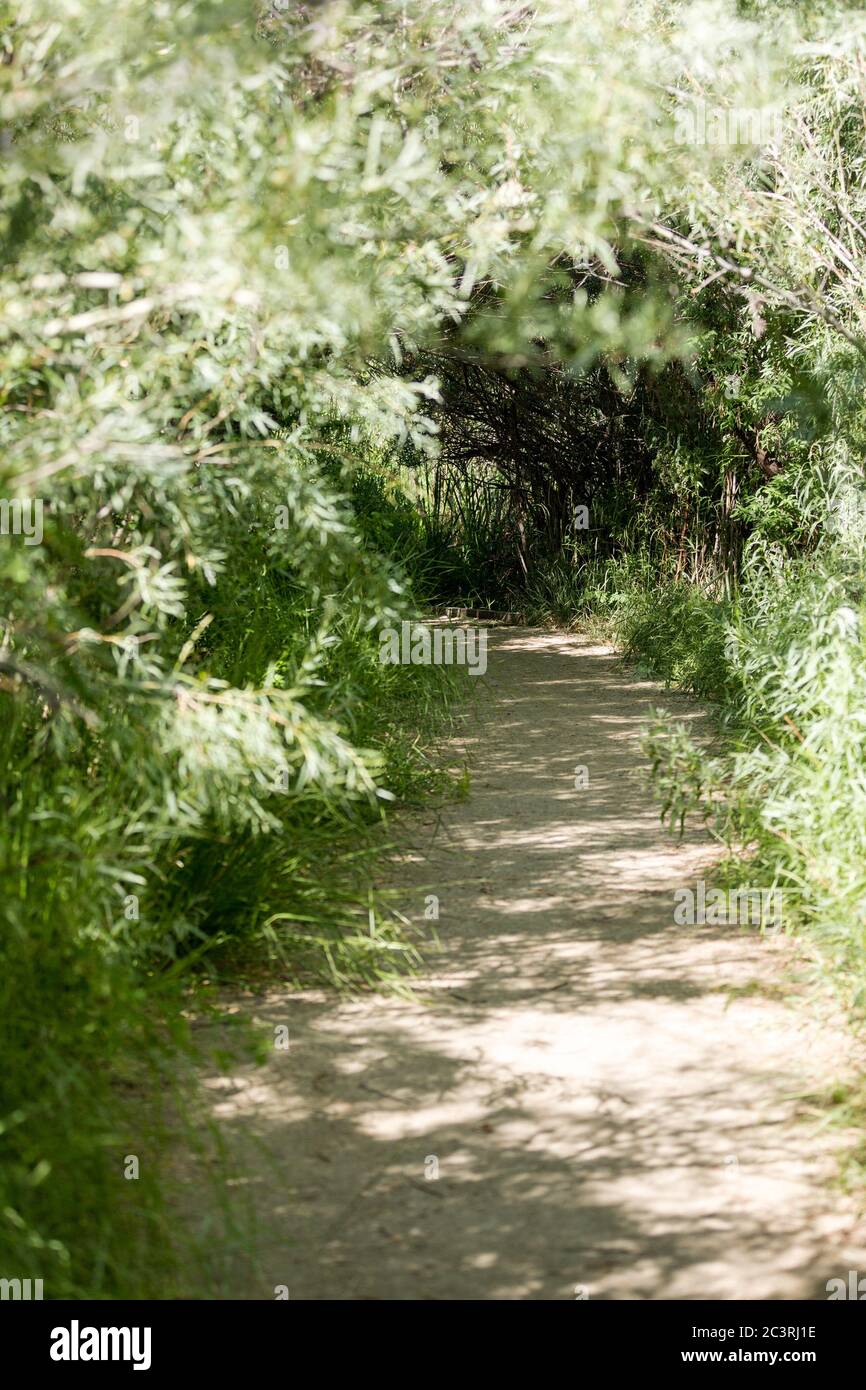 Empty dirt path leading through hi-res stock photography and images - Alamy