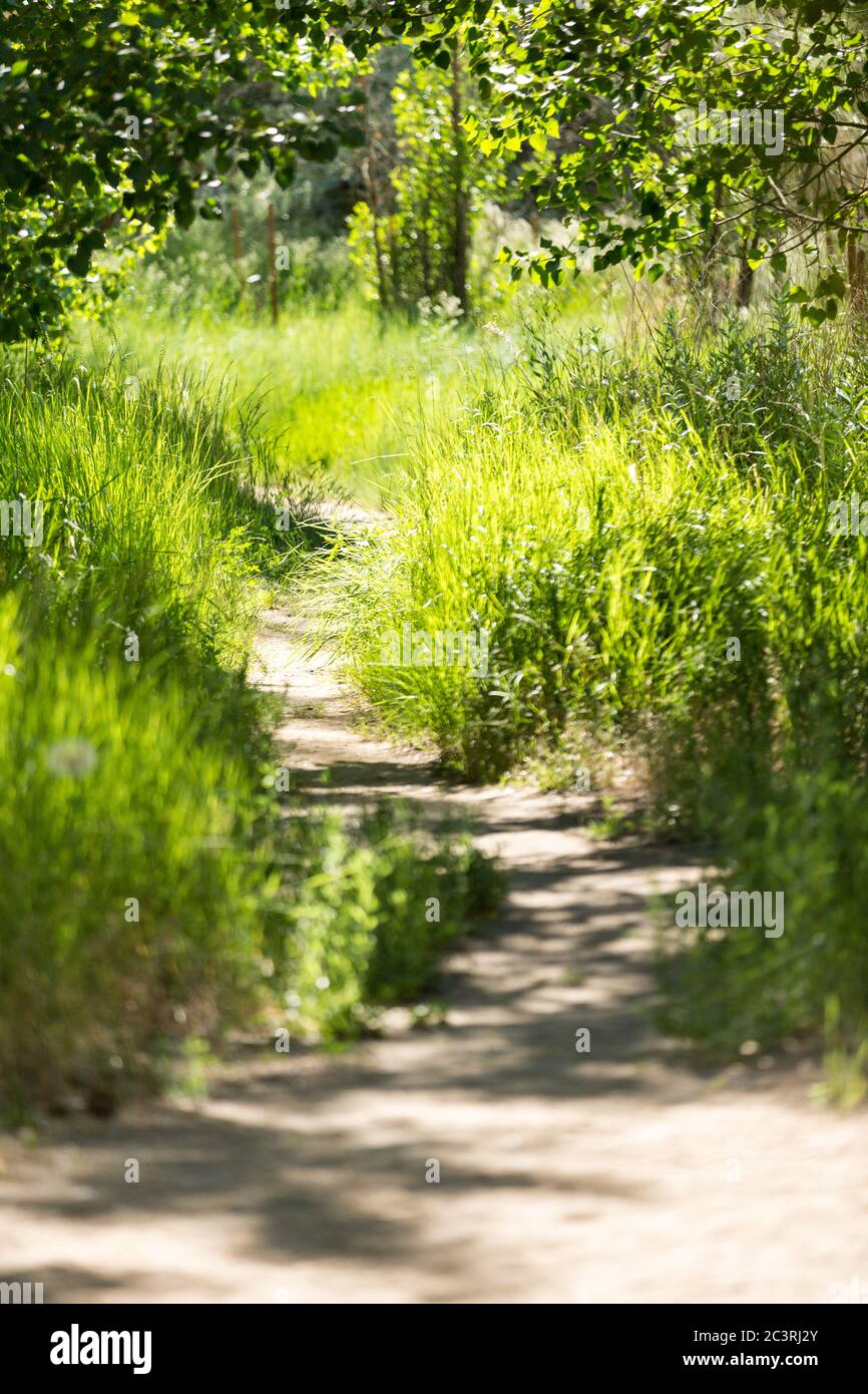 Empty dirt path leading through hi-res stock photography and images - Alamy