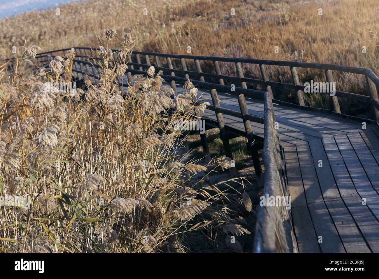 Beautiful scenery of a wooden path surrounded with dry grass field ...