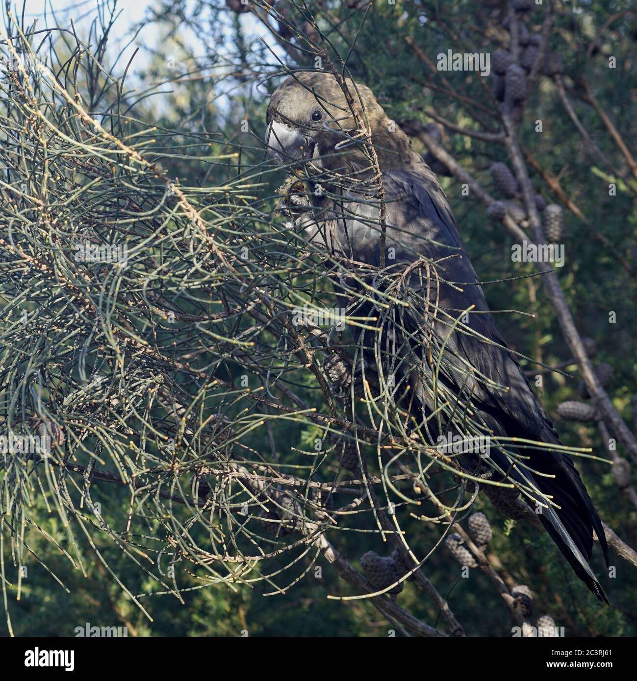 Red Tailed Black Cockatoo hiding amoung Casuarina branches and feeding ...