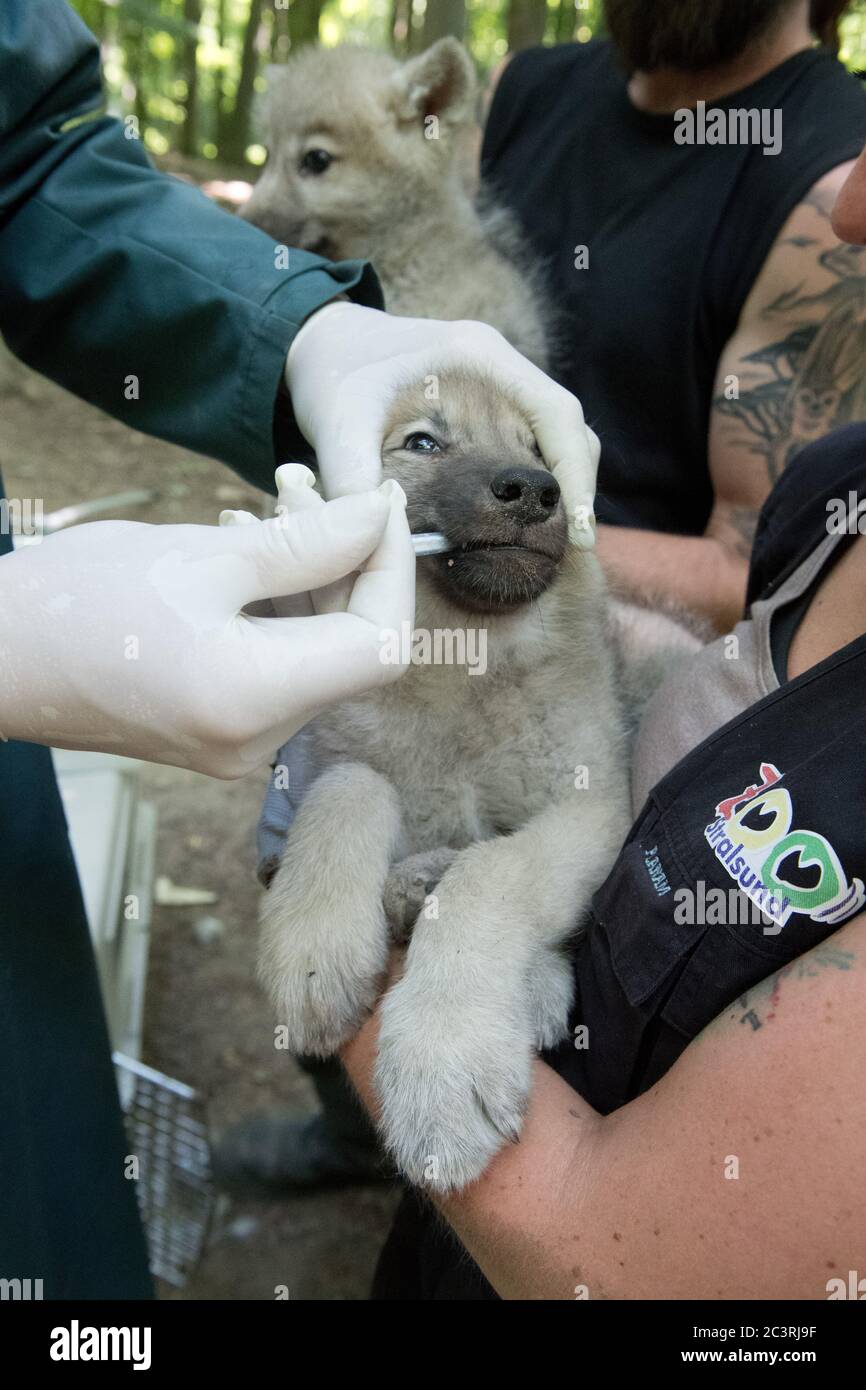 Carry on nurse hi-res stock photography and images - Alamy