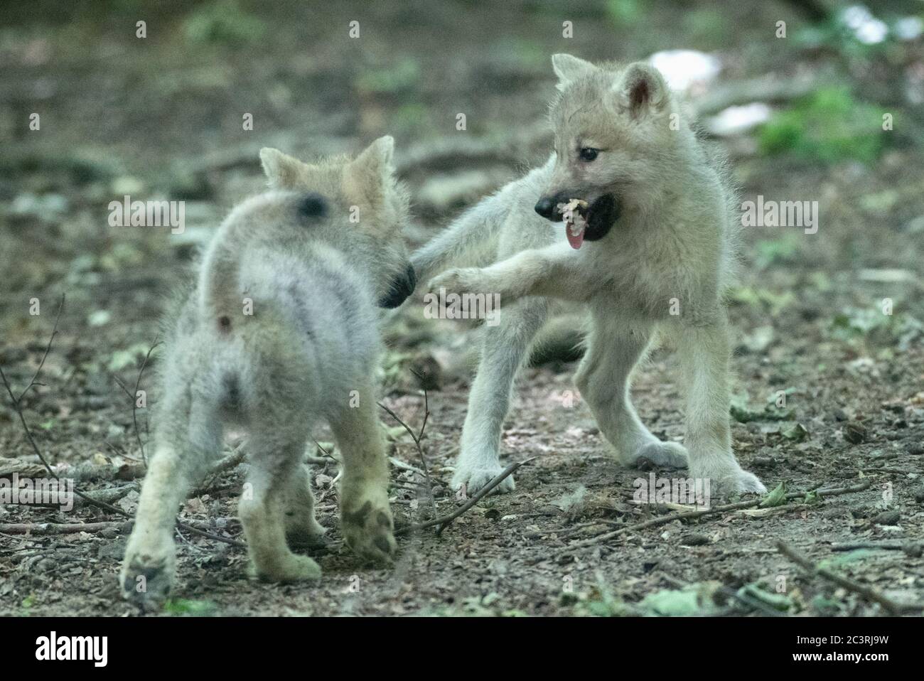 Two fighting wolves hi-res stock photography and images - Alamy