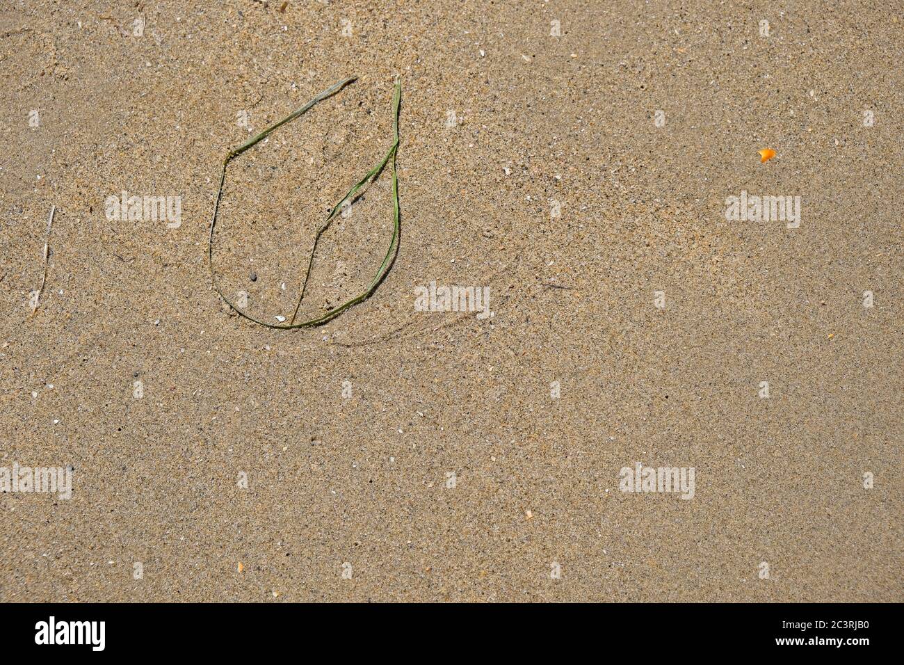 Wet sand in closeup with fine shell grit and two thin strands of ...