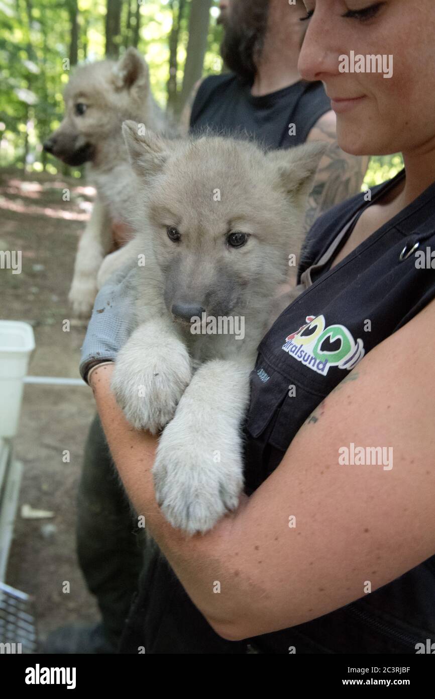 Stralsund, Germany. 17th June, 2020. Peter Griebner, animal keeper, and ...