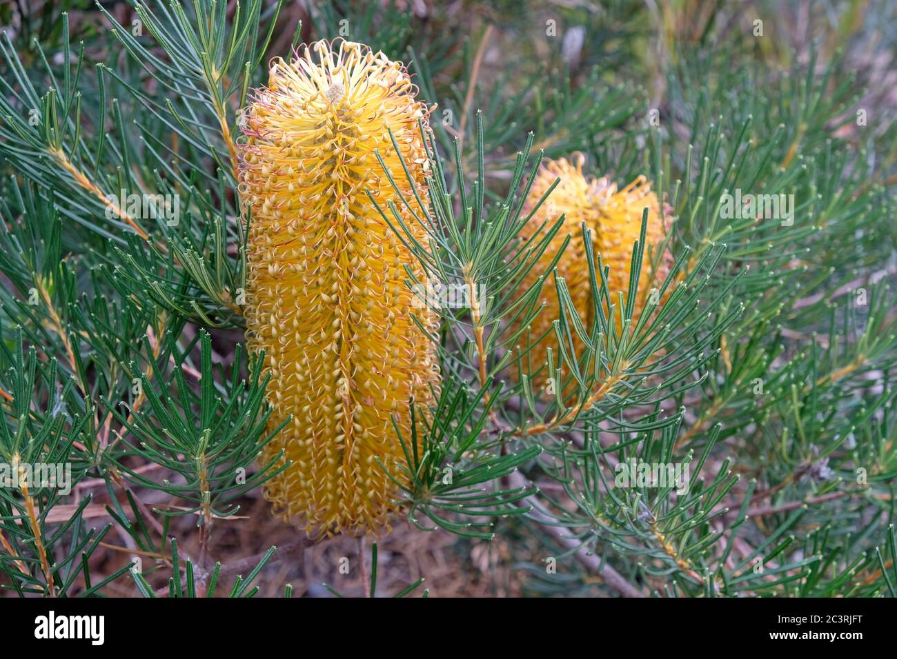 Banksia spinulosa, or Hairpin Banksia, flowers surrounded by leaves and ...