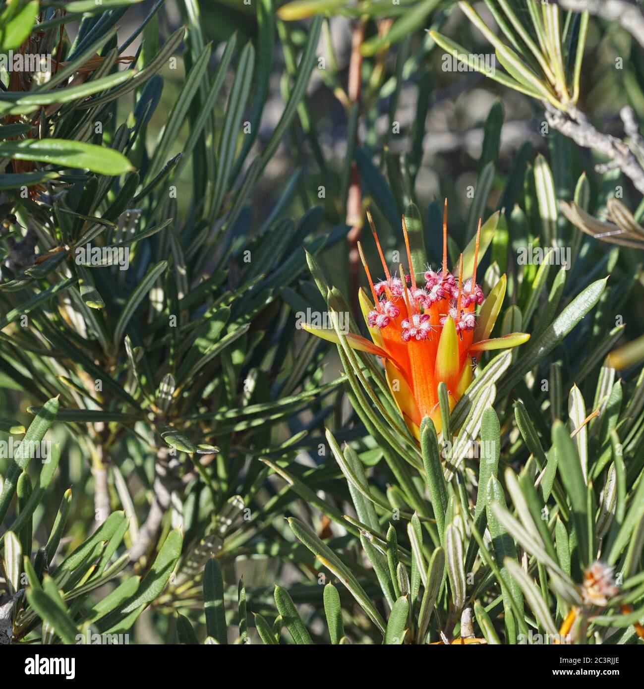 Lambertia formosa mountain devil hi-res stock photography and images ...