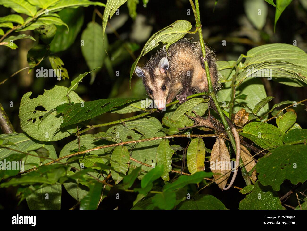Common opossum, Didelphus marsupialis, Selva Verde Lodge, Costa Rica ...