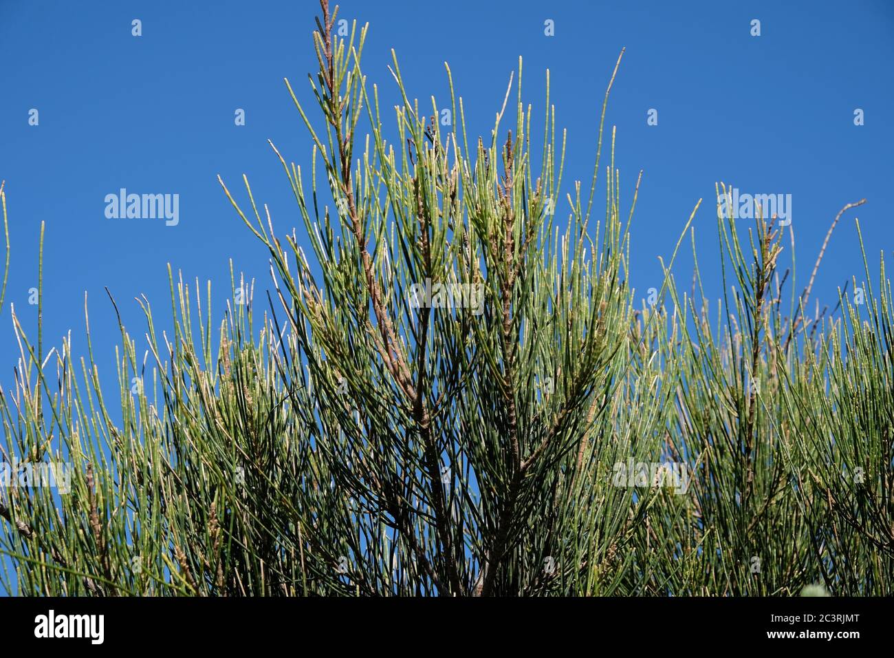 She oak tree hi-res stock photography and images - Alamy