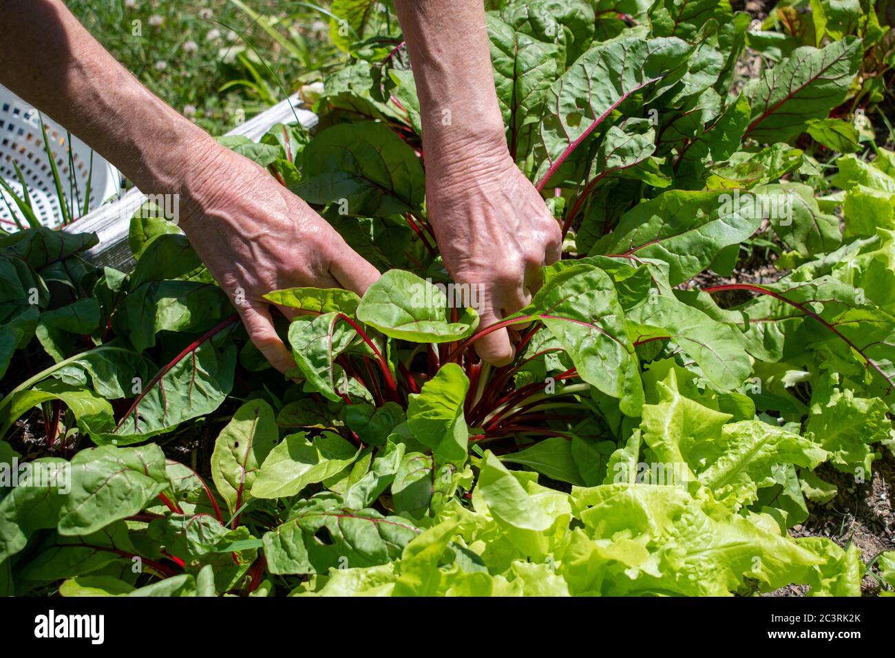 Harvesting swiss chard. First of 11 photos showing harvesting and ...
