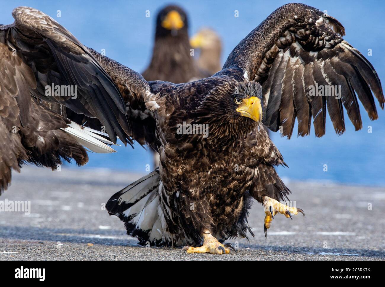 Golden Eagle Wings Spread
