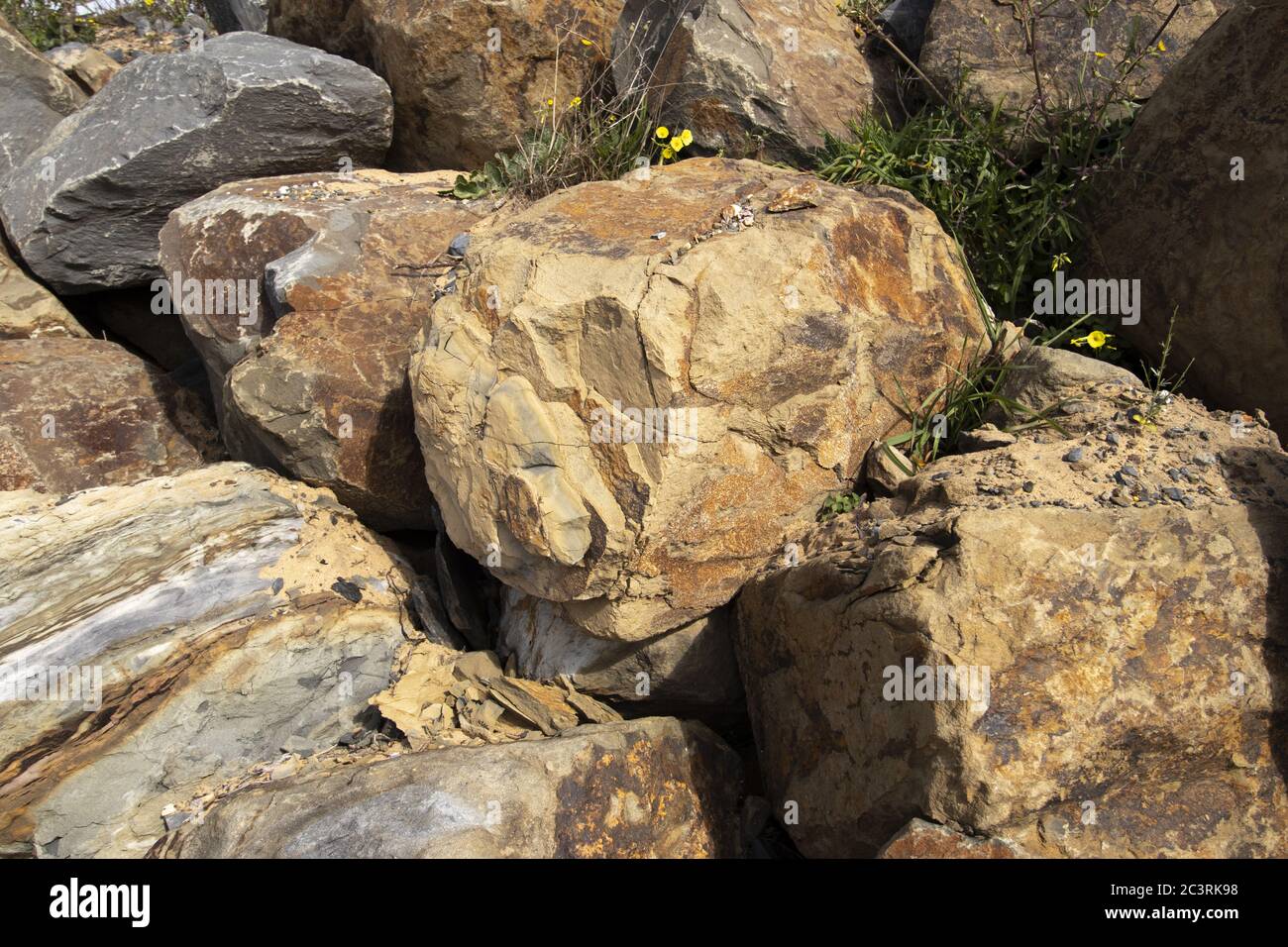 Closeup shot of different plants growing between rocks Stock Photo - Alamy