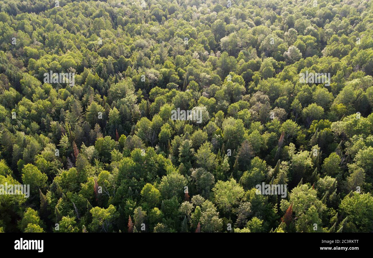 Canadian Forest Aerial Barrie Ontario Canada Stock Photo - Alamy