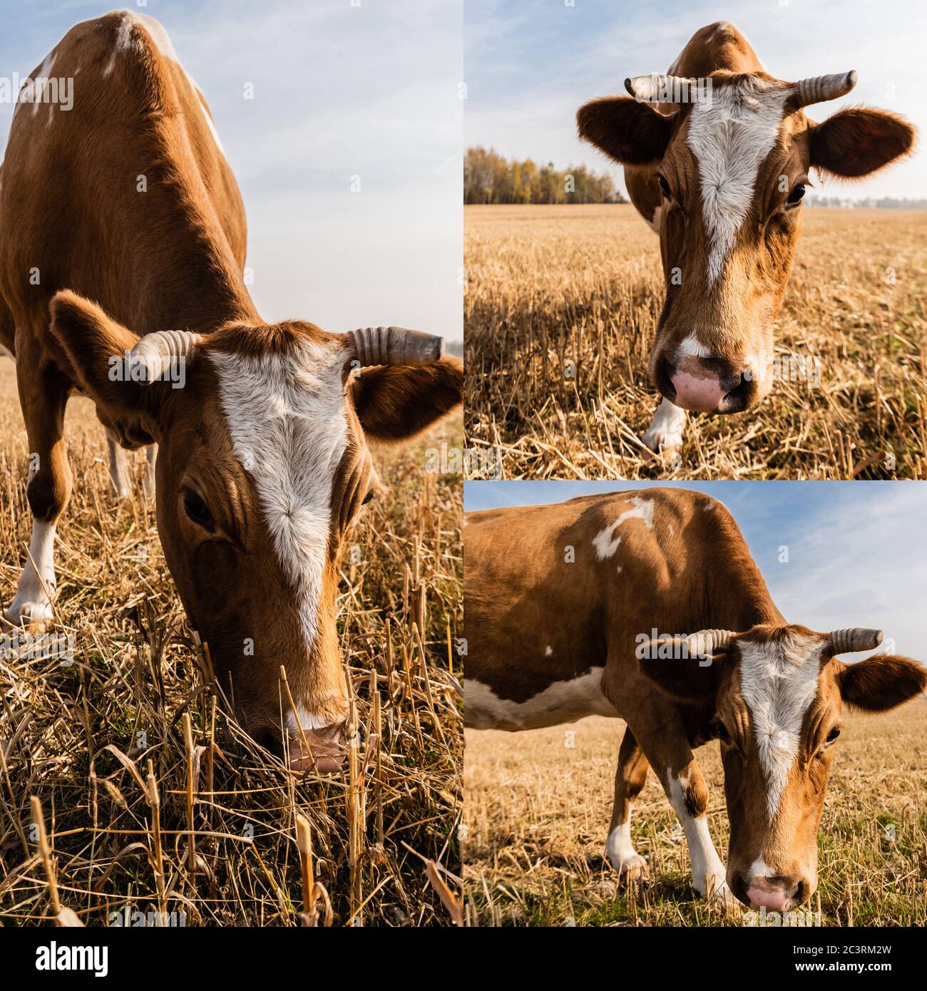collage of cow with horns eating grass on pasture in ukraine Stock ...