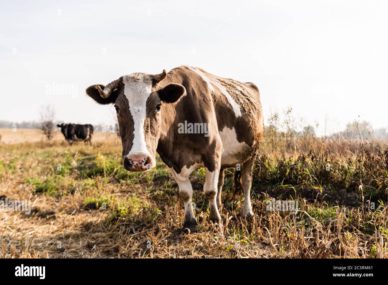 selective focus of cow looking at camera while standing in field Stock ...