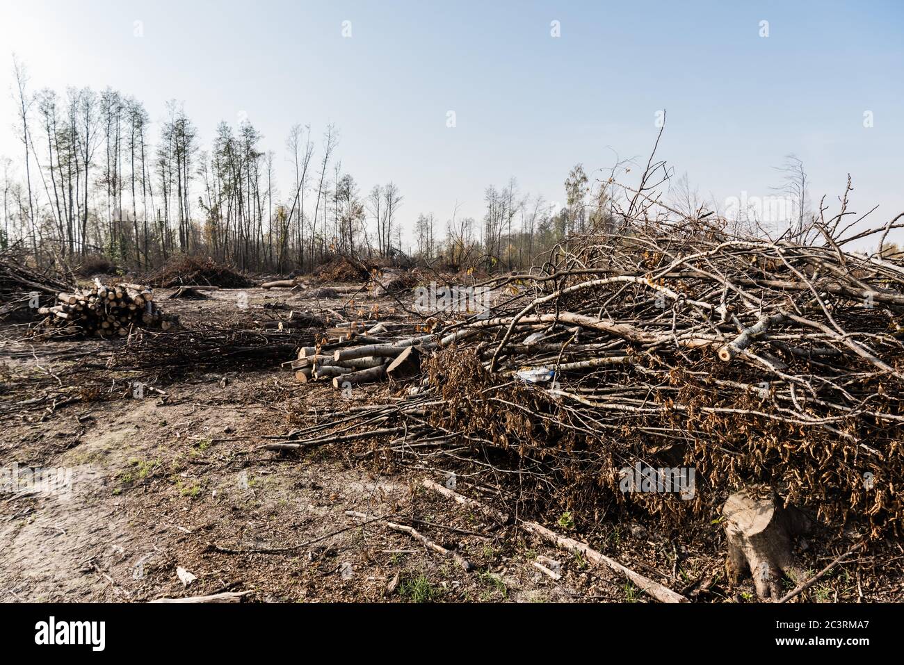 Sticks of trees hi-res stock photography and images - Alamy
