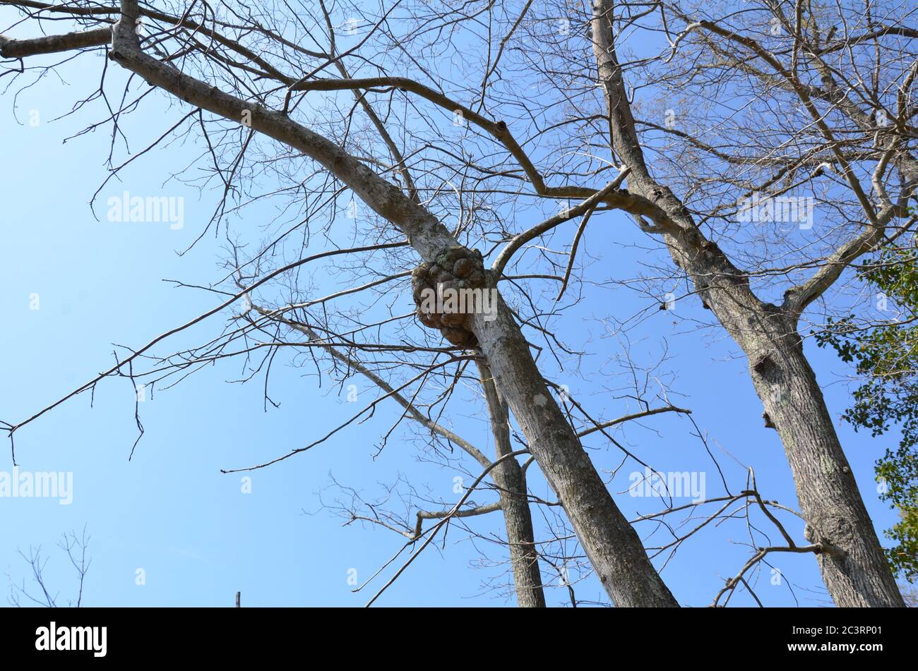 bumpy knot in a tree with branches and bark Stock Photo - Alamy