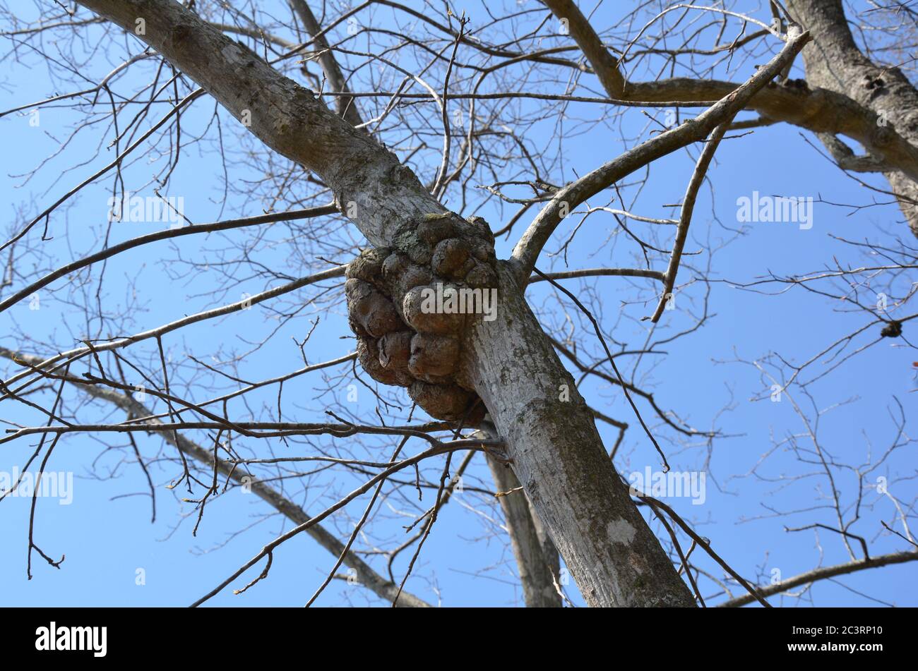 Bumps in the branches hi-res stock photography and images - Alamy
