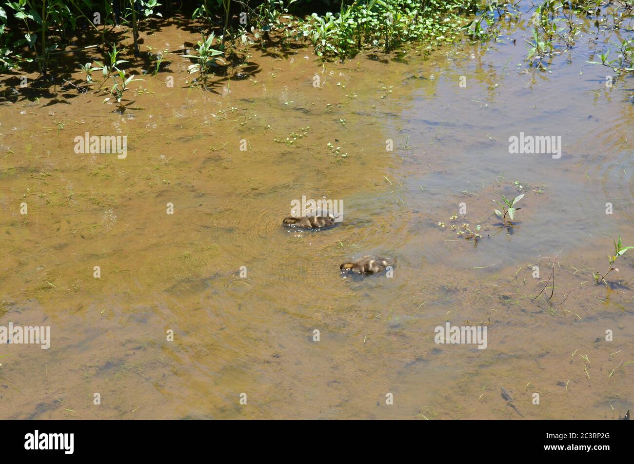 Muddy water ducks hi-res stock photography and images - Alamy