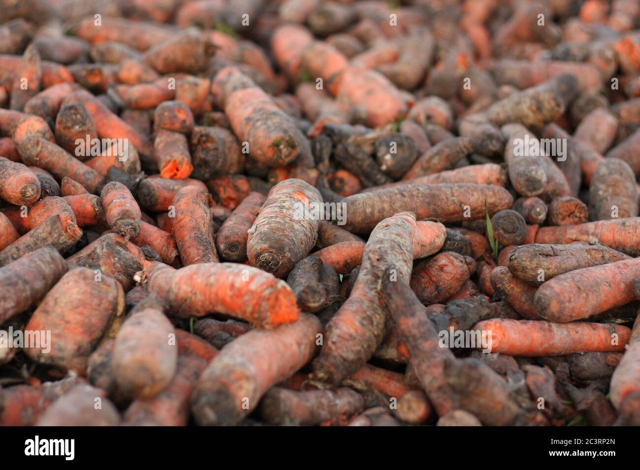 Muddy carrot hi-res stock photography and images - Alamy