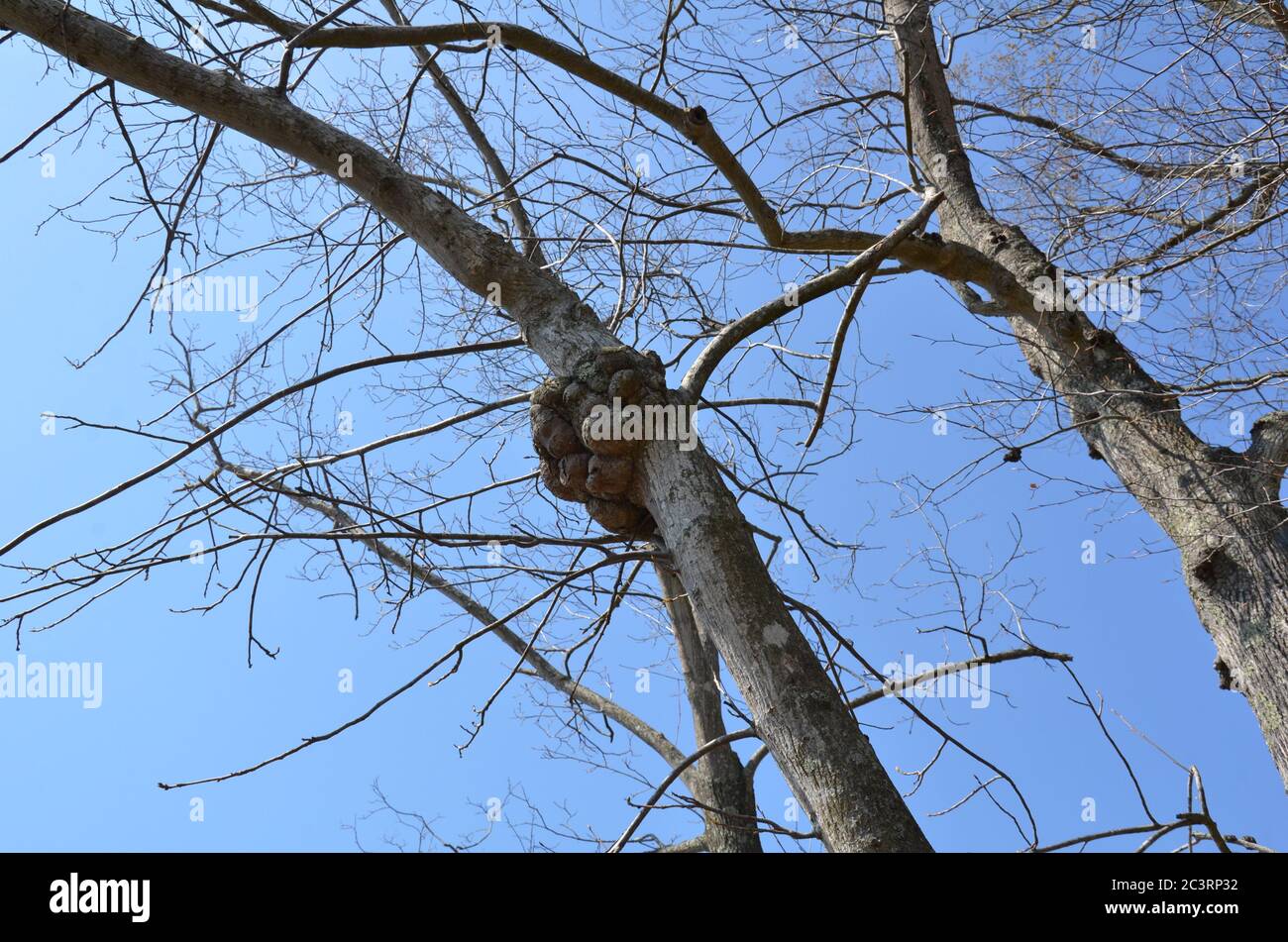 bumpy knot in a tree with branches and bark Stock Photo - Alamy