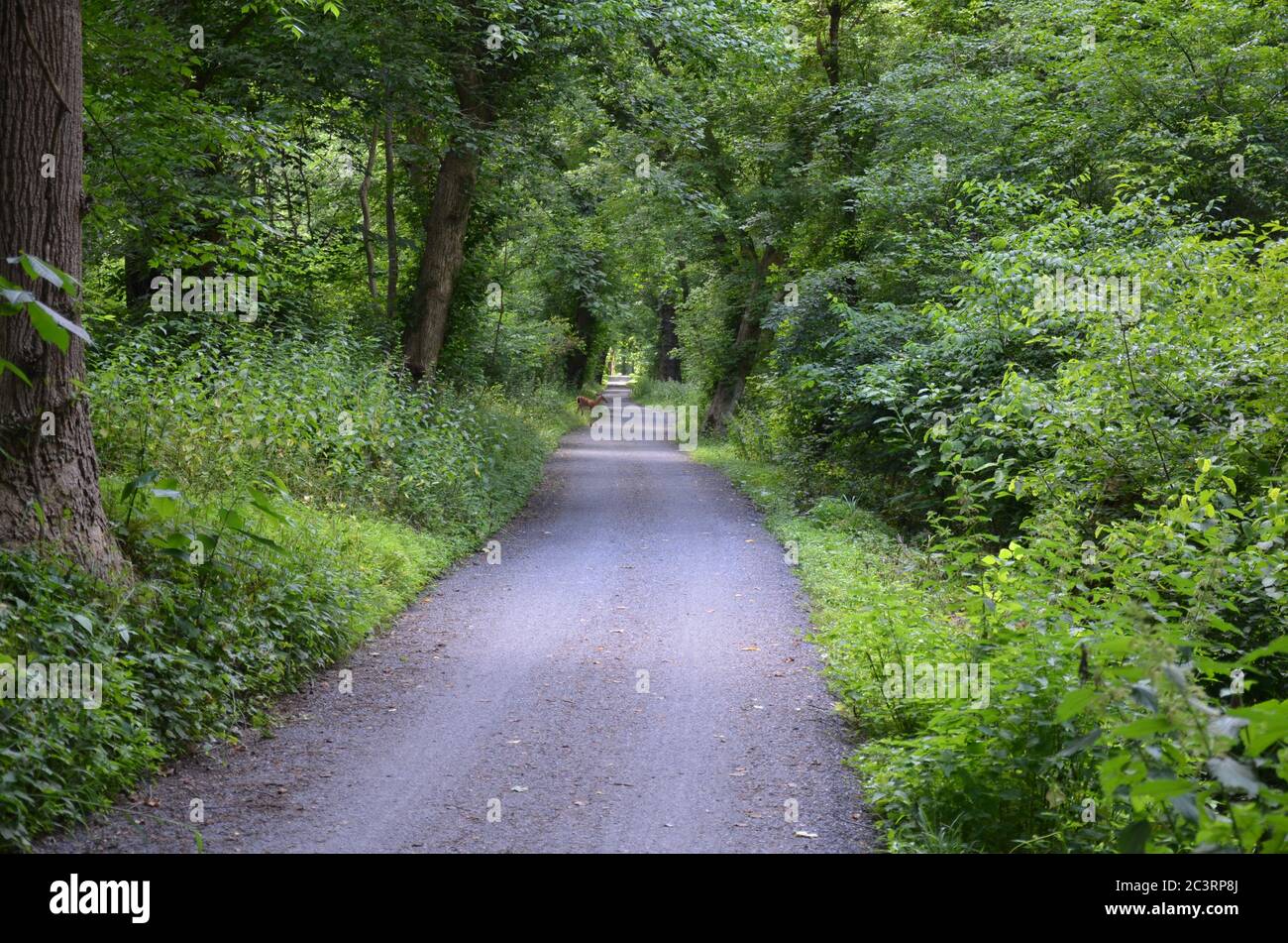 path or trail in forest or woods with green leaves on trees and deer ...