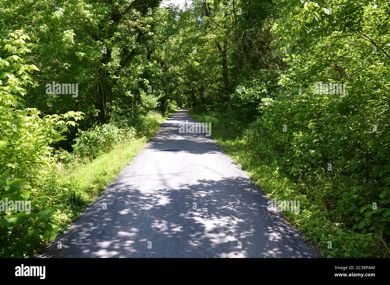 black rat snake on trail or path in forest or woods Stock Photo - Alamy