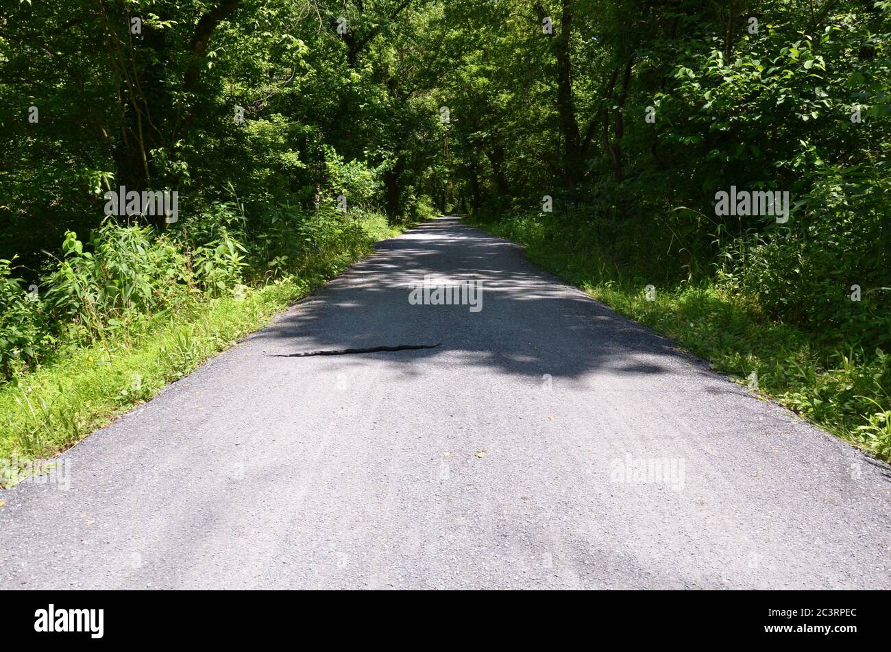 Snake on trail hi-res stock photography and images - Alamy