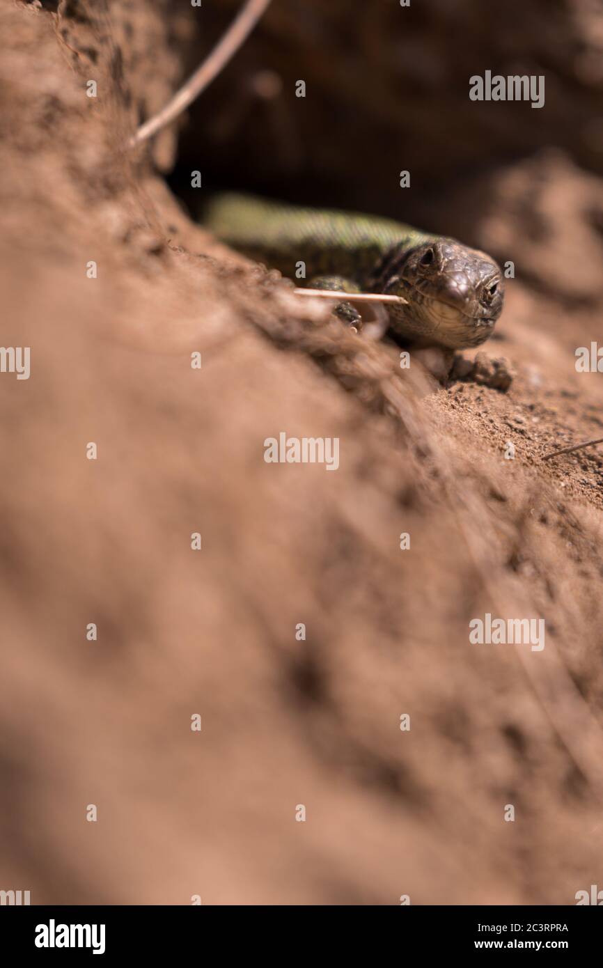 Lizard moving out of its nest hole Stock Photo - Alamy