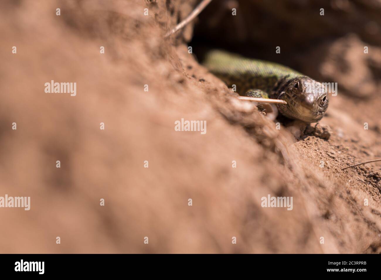 Lizard moving out of its nest hole Stock Photo - Alamy