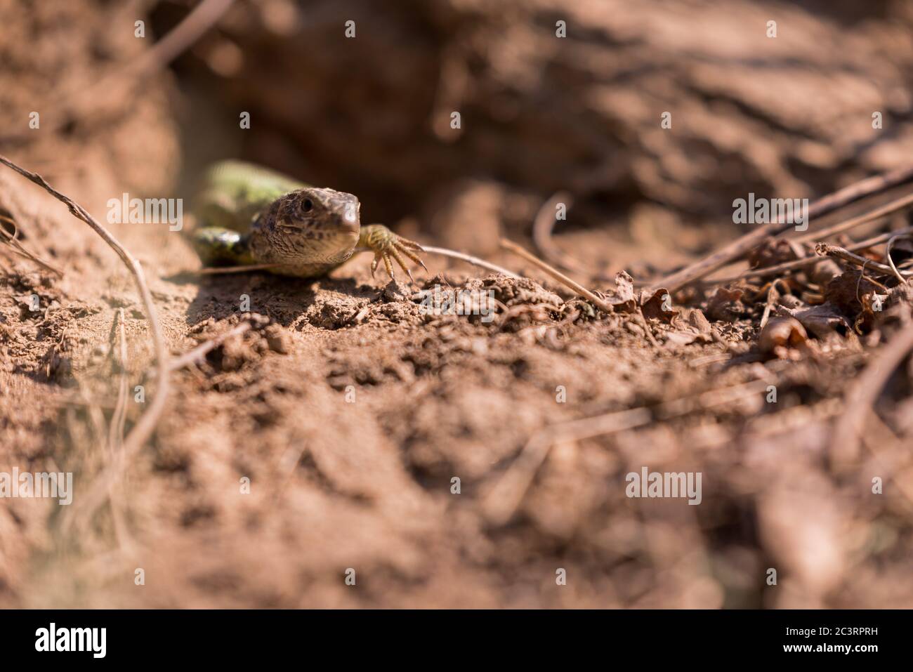 Lizard moving out of its nest hole Stock Photo - Alamy