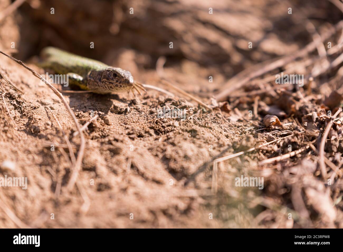 Lizard moving out of its nest hole Stock Photo - Alamy
