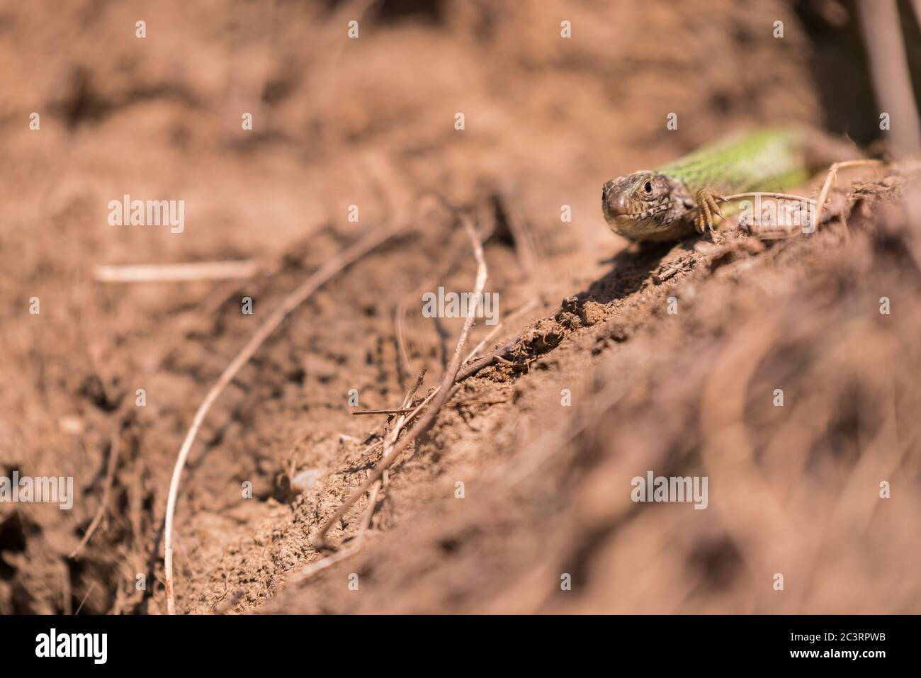 Lizard moving out of its nest hole Stock Photo - Alamy