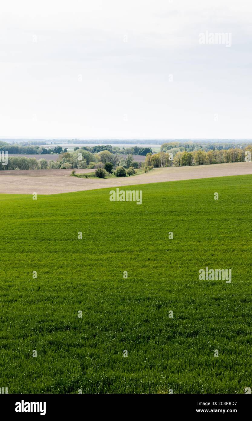 Grassy field plants near hi-res stock photography and images - Alamy