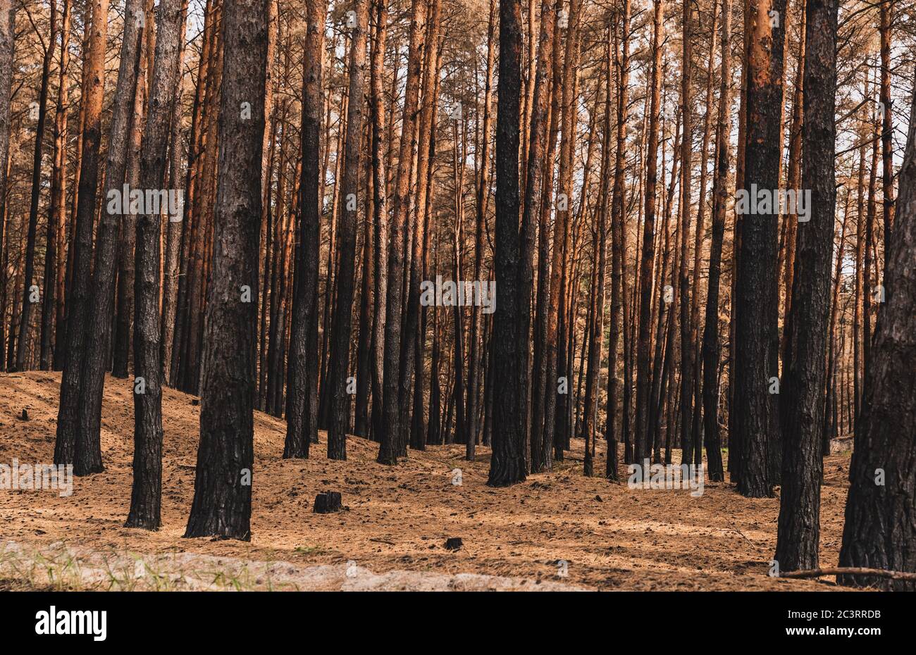 Sunlight on tree trunks hi-res stock photography and images - Alamy