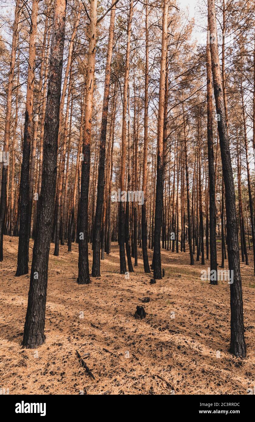 tall tree trunks in summer woods Stock Photo - Alamy