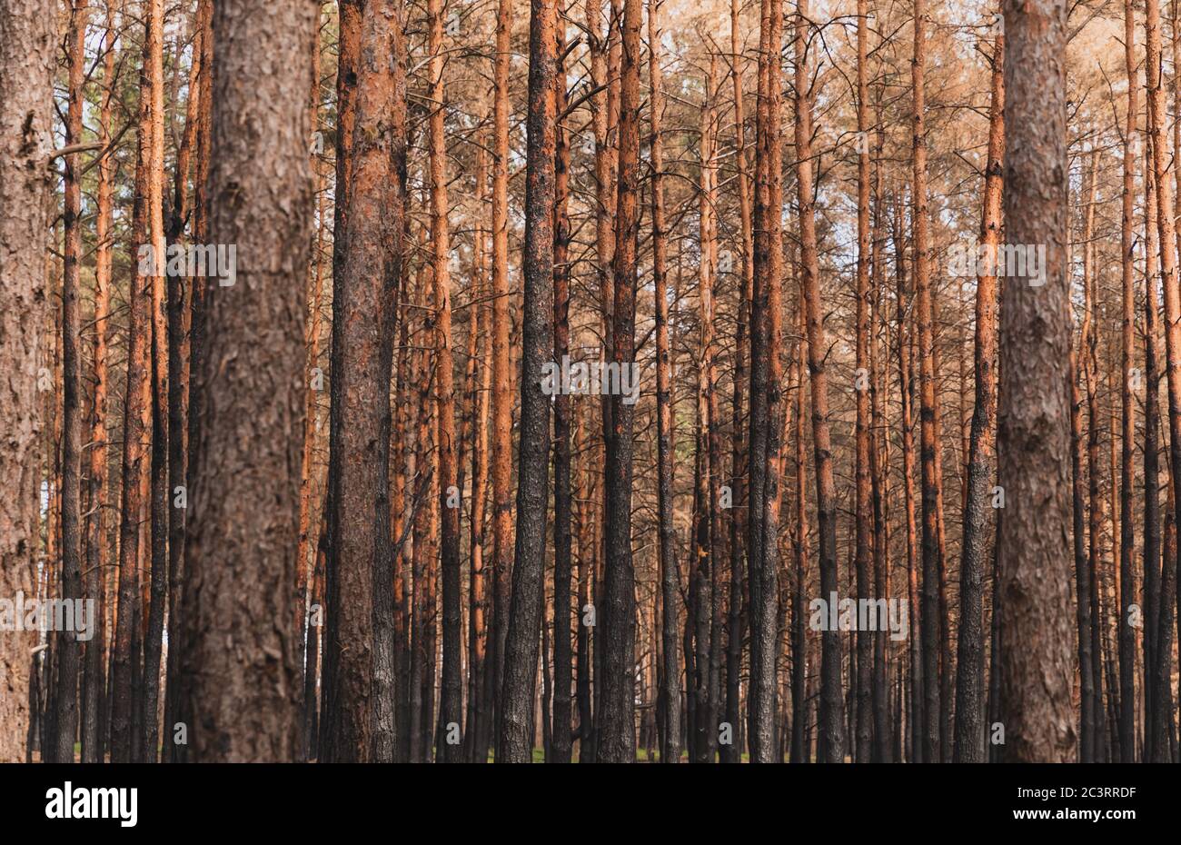 selective focus of tall tree trunks in summer forest Stock Photo - Alamy