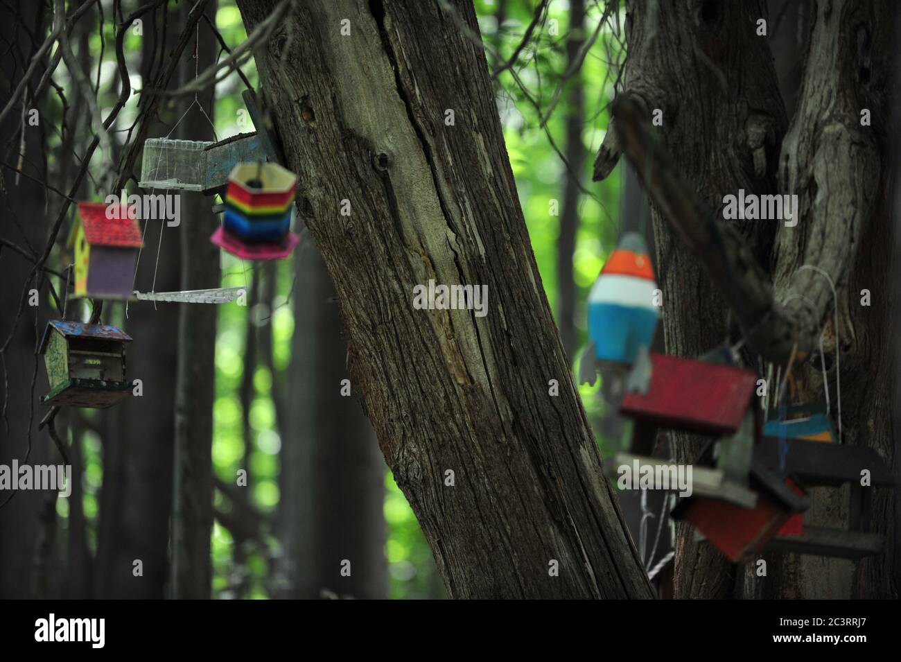 Wooden bird box nest, posed on tree in forest Stock Photo - Alamy