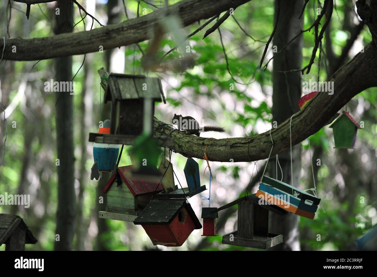 Wooden bird box nest, posed on tree in forest Stock Photo - Alamy