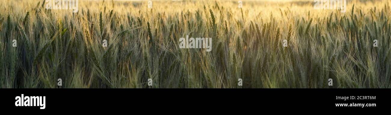 Panorama banner or header of backlit wheat in an agricultural field at ...