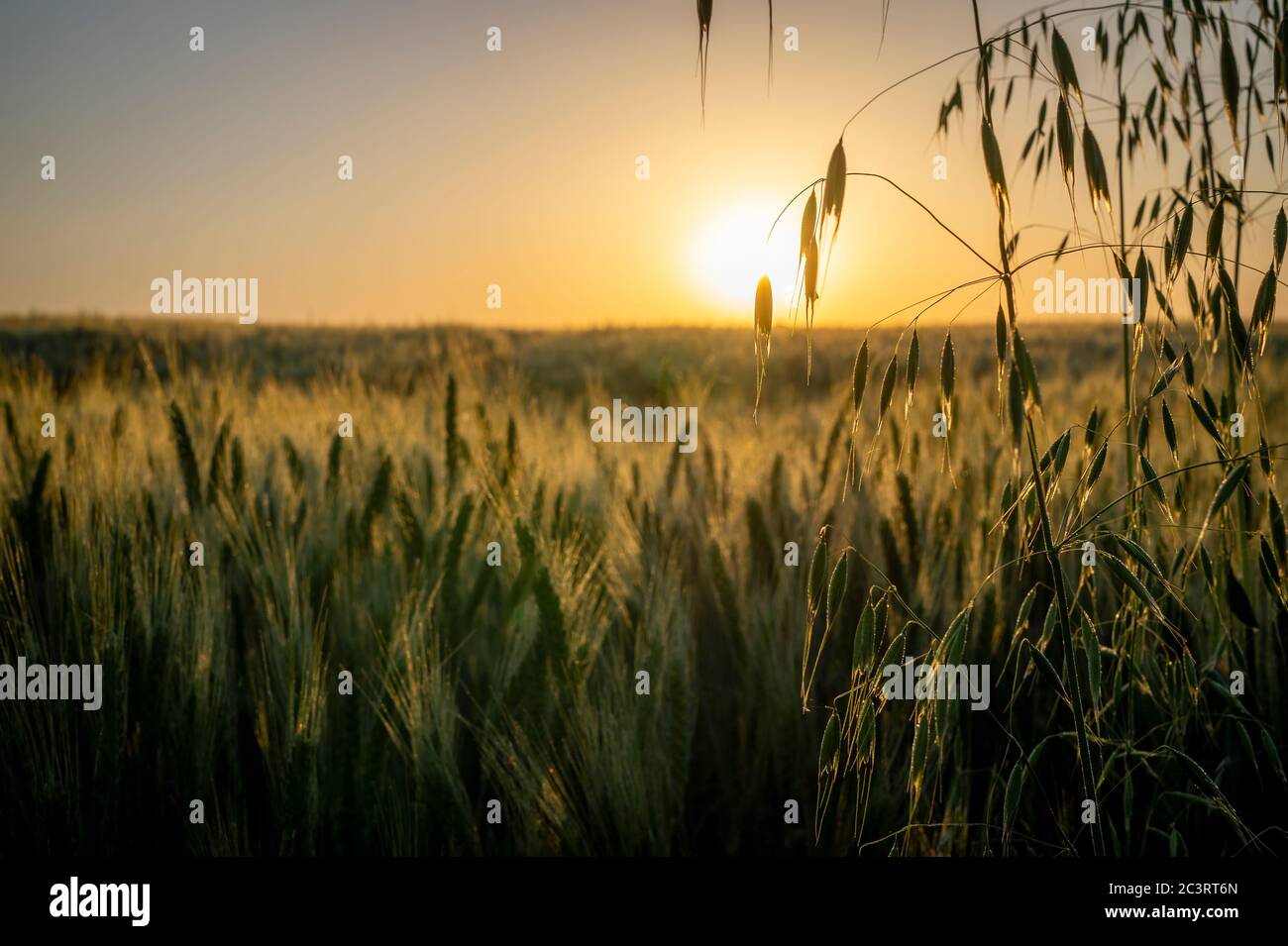 Wild oat heads silhouetted against the fiery orb of the sun and backlit ...
